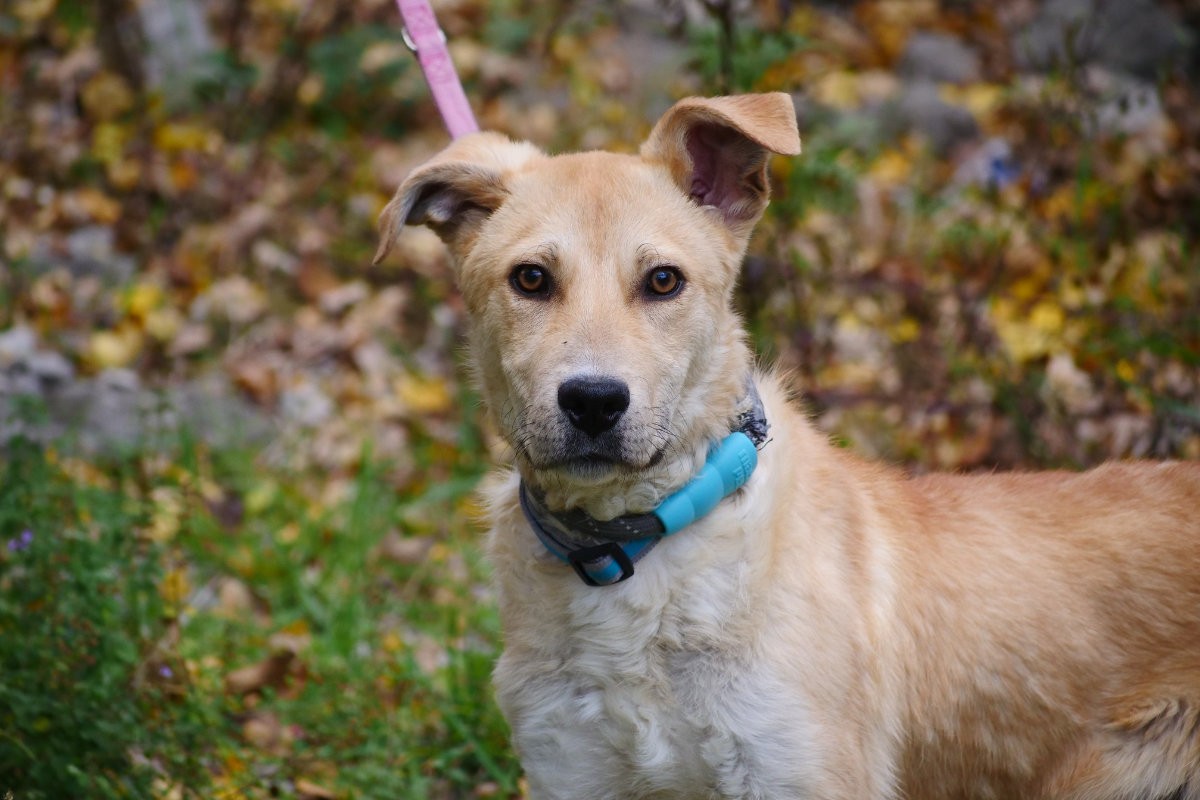 Advent u azilu – upoznajte njuškice i možda odete kući u dlakavom društvu