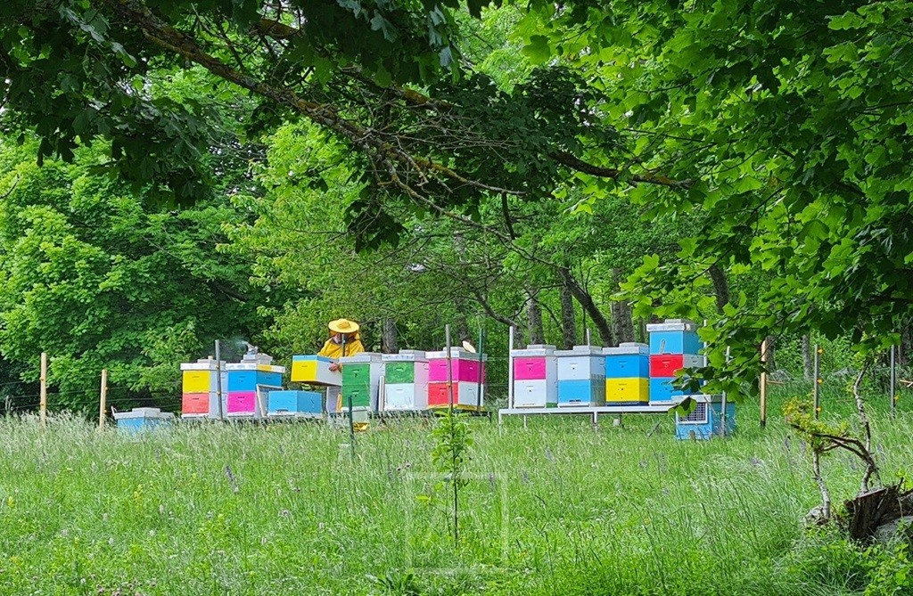 10. smotra pčelarstva PGŽ: Pčelarstvo oduvijek značajno za primorsko ...