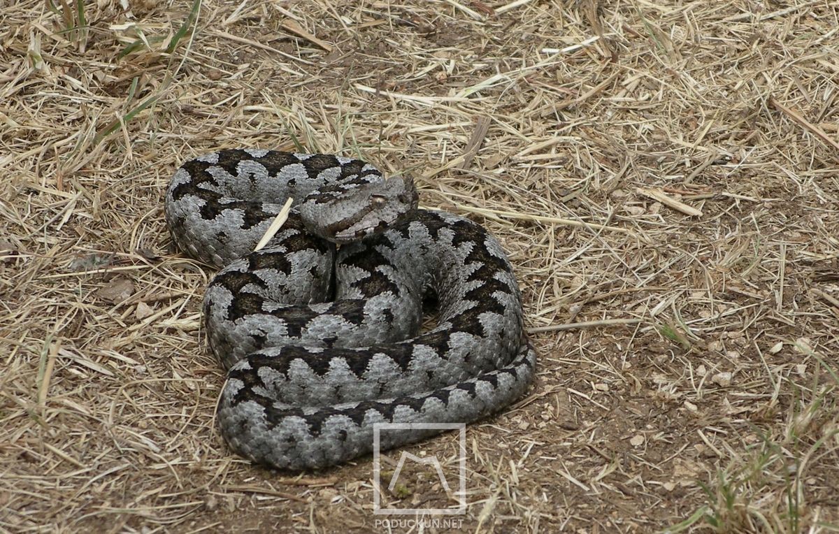 Sedmogodišnjaka u Istri ugrizla otrovnica: Brza reakcija liječnika KBC-a Rijeka spasila mu život